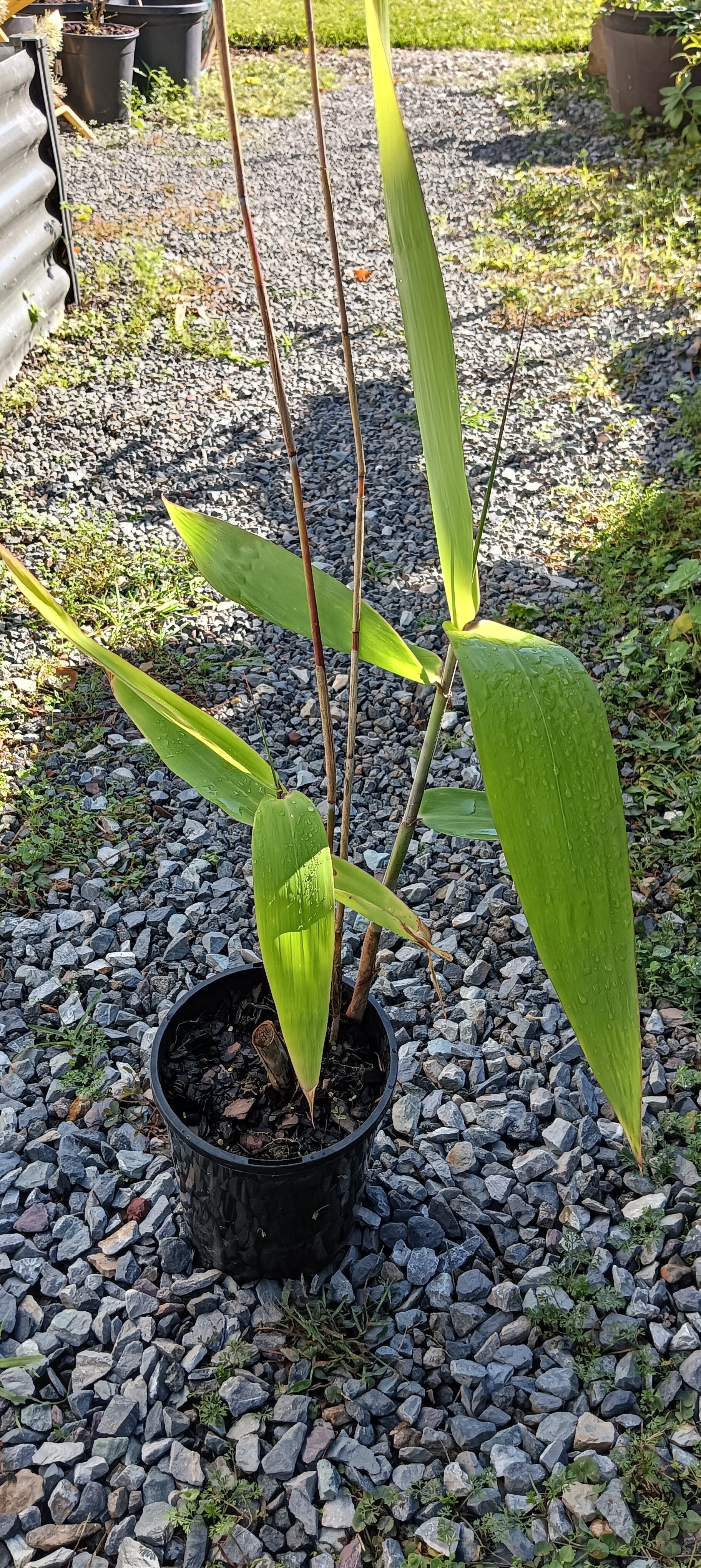 Tiger Grass - Fast Growing Clumping Bamboo Alternative | Grow Thyme Nursery