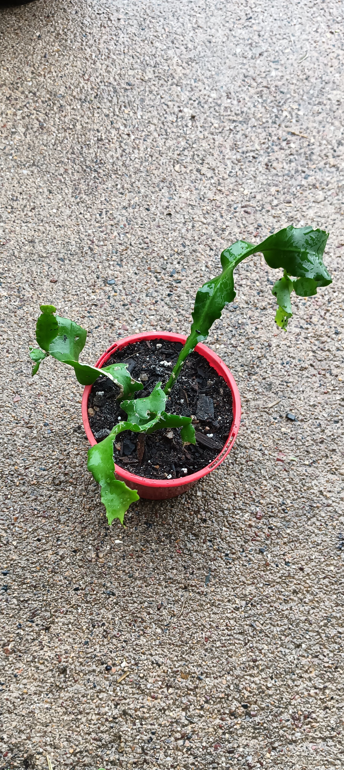 Curly Sue Cactus - Epiphyllum Orchid Cactus with Edible Fruit | Grow ...