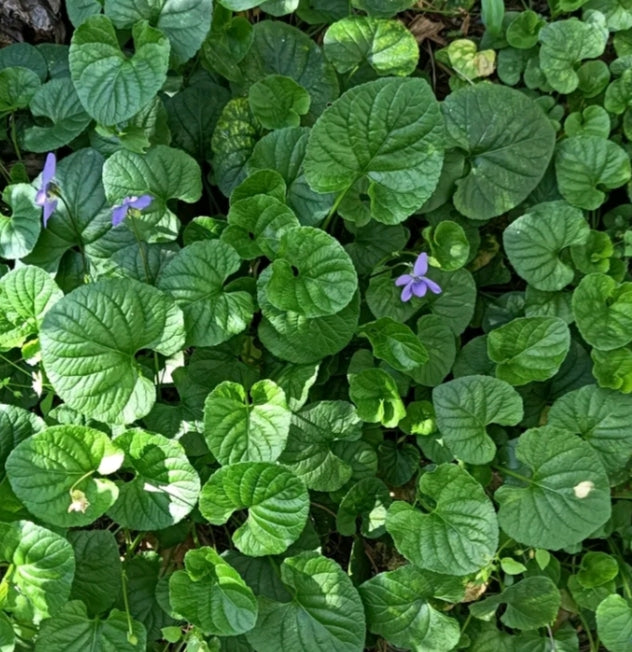 Sweet Violet Plant (Viola odorata) - Flowering Groundcover | Grow Thyme ...