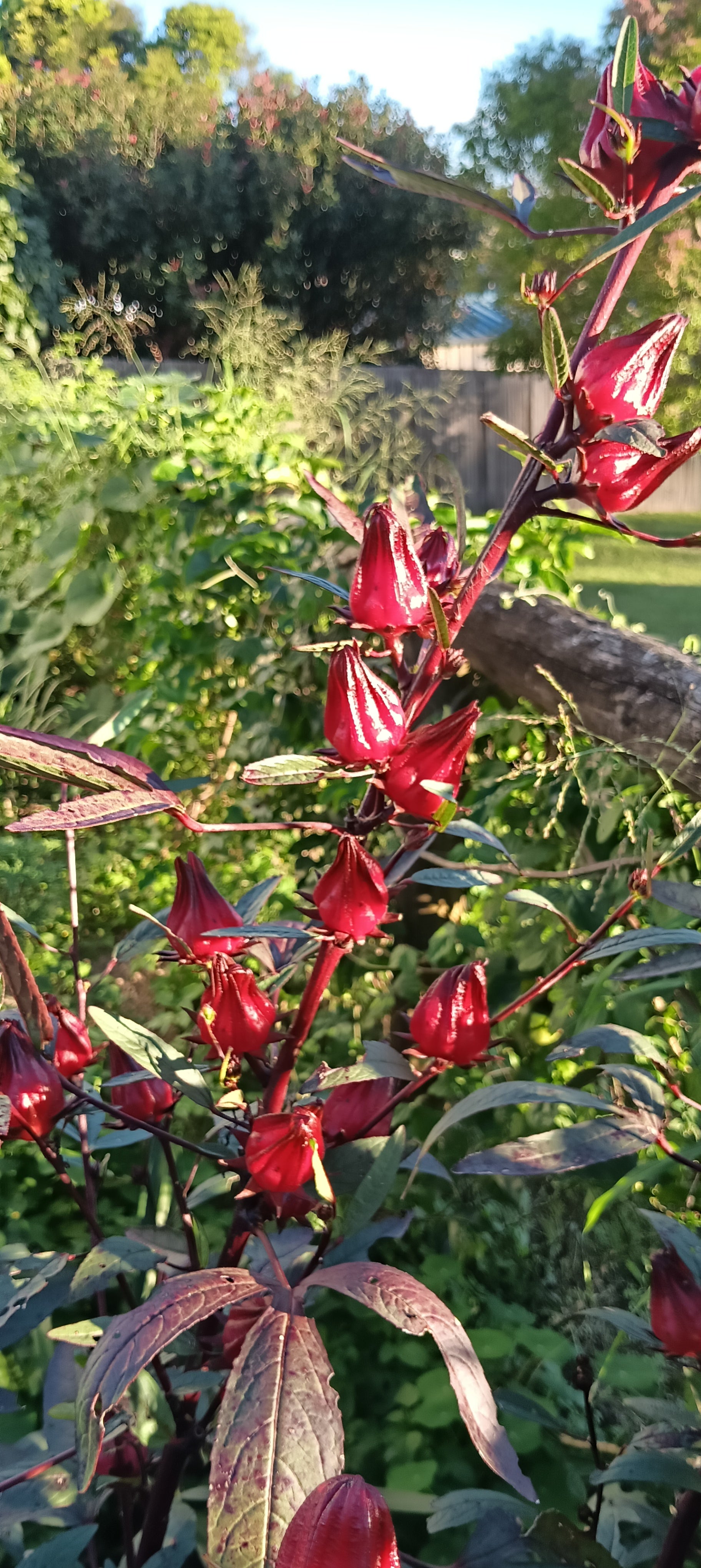 Rosella Plant (Hibiscus sabdariffa) - Bushtucker Edible Shrub | Grow ...