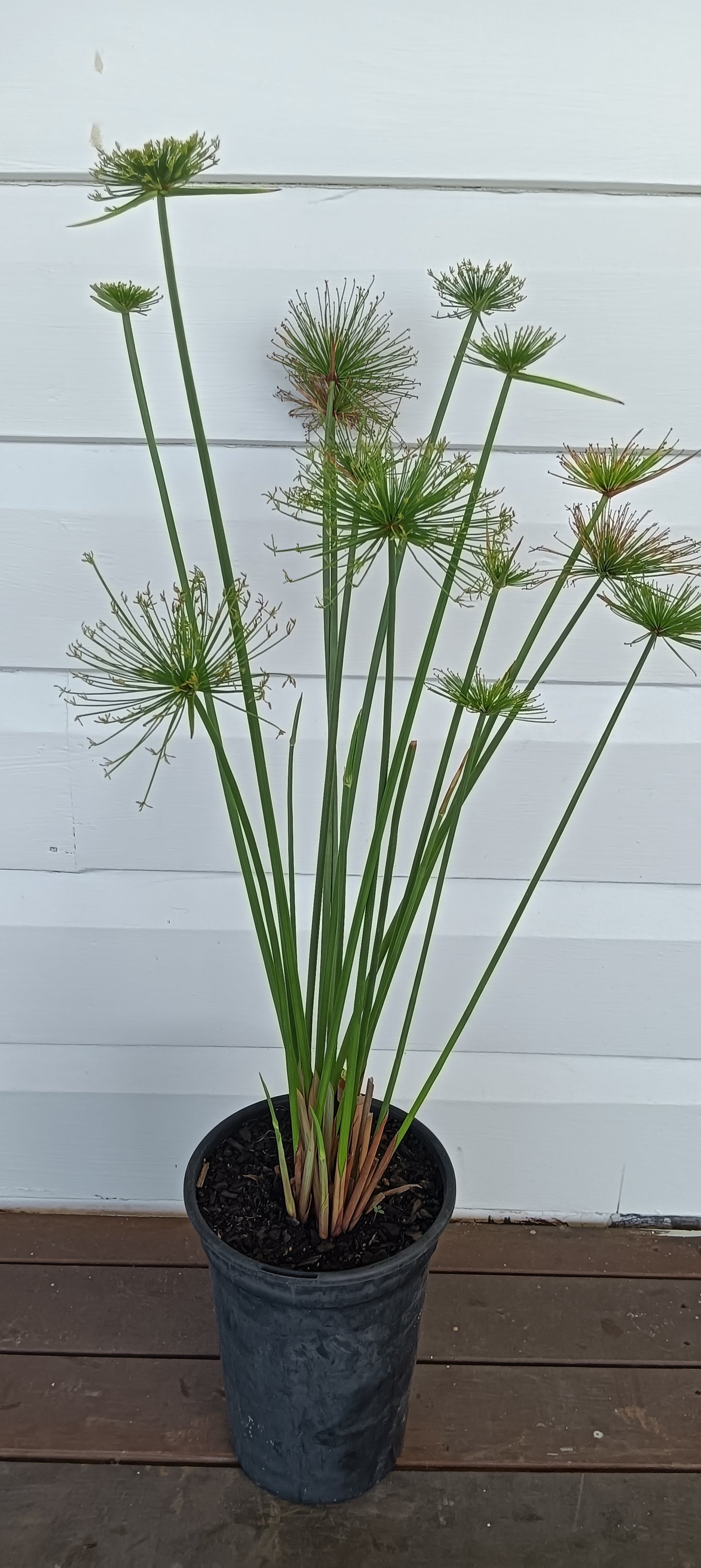 Dwarf Papyrus Plant - Cyperus Prolifera for Ponds & Water Features ...