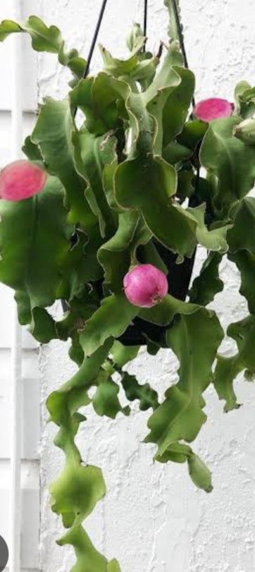 Curly Sue Cactus - Epiphyllum Orchid Cactus with Edible Fruit | Grow ...