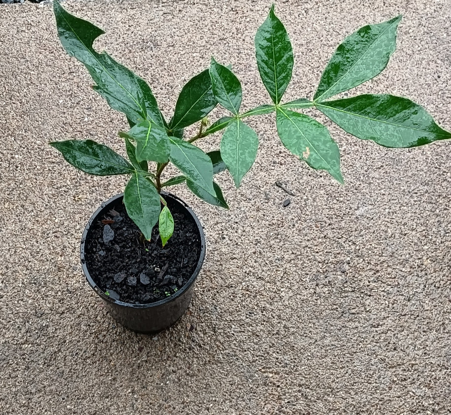 Ice Cream Bean Tree - Inga edulis Tropical Fruit | Grow Thyme Nursery