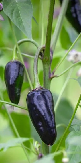 Pot Black Chilli Plant - Ornamental Hot Pepper | Grow Thyme Nursery ...