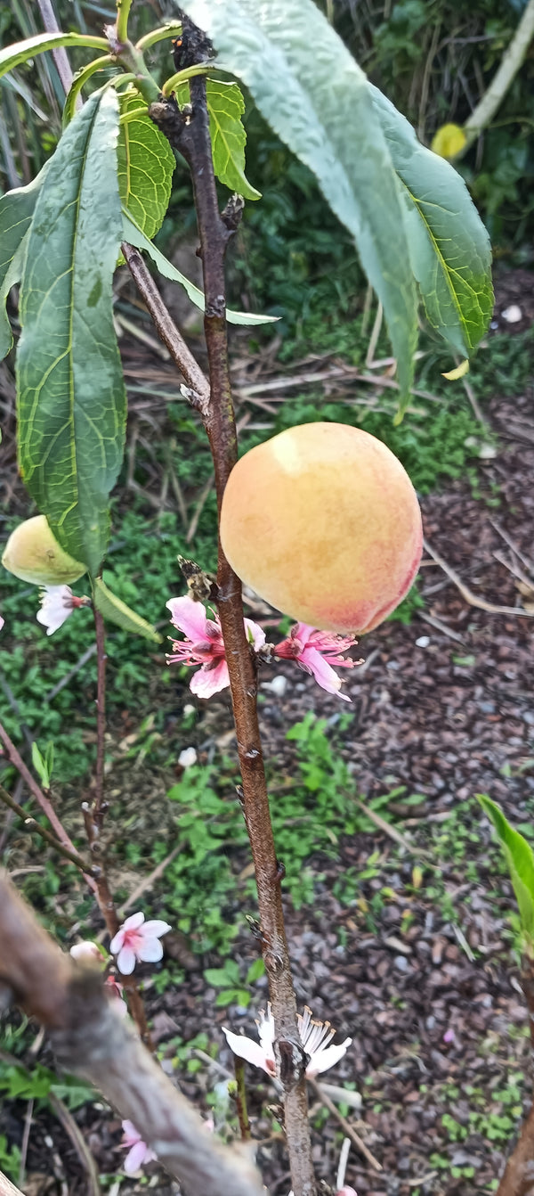 Tropic Beauty Peach Tree - Low Chill Grafted Subtropical Variety | Grow ...